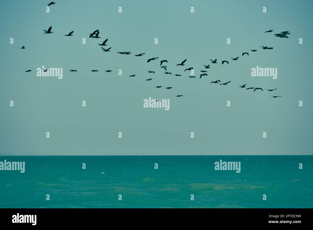 Bird over sea. Birds fly in summer over the sea. sea background beach ...