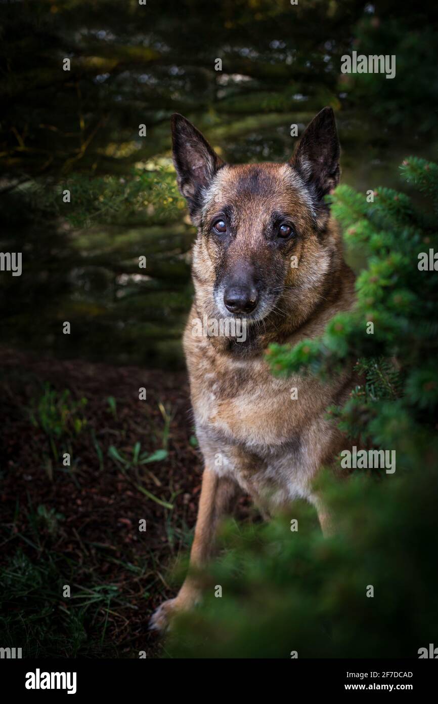 Old malinois forest hi-res stock photography and images - Alamy