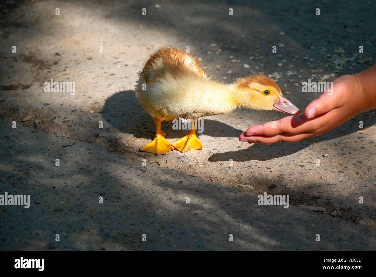 Children feeding the duckling with some food. Agriculture, Farming ...