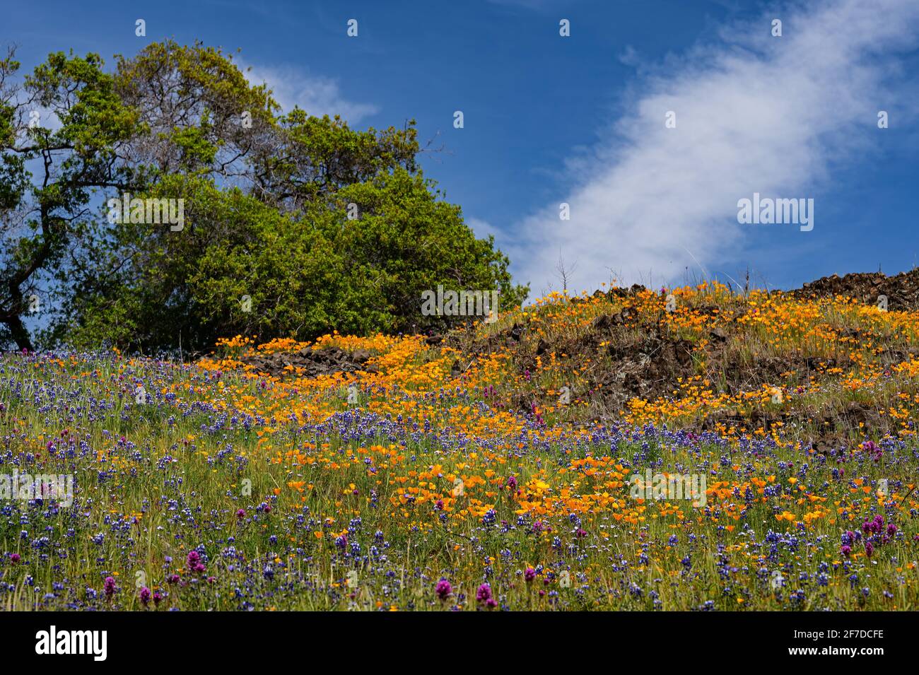 North Table Mountain Super Bloom, Oroville, California Stock Photo - Alamy
