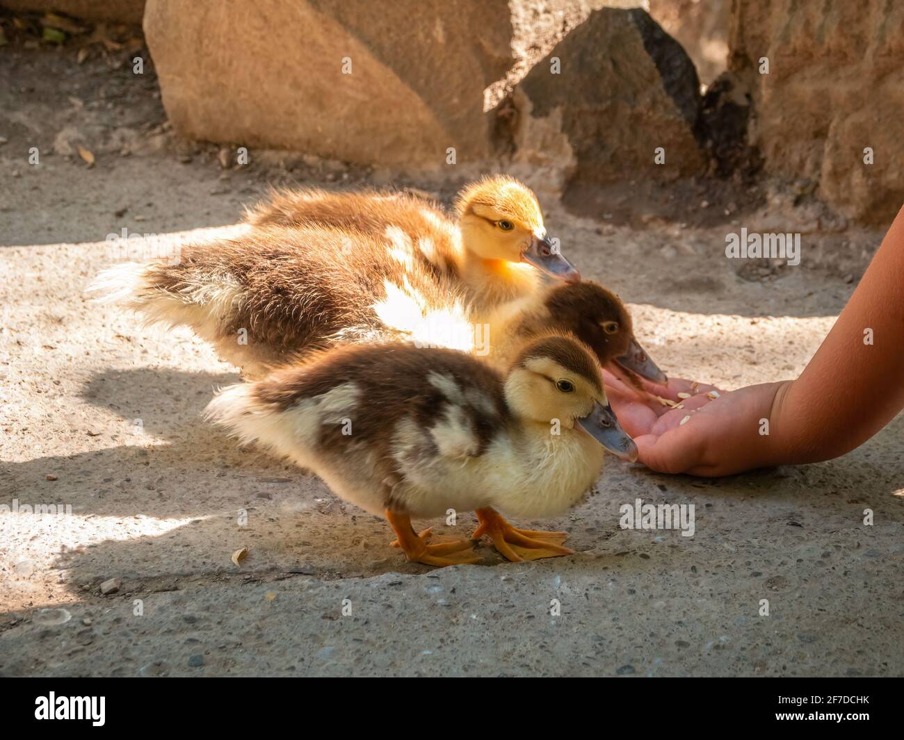 Children feeding the duckling with some food. Agriculture, Farming ...