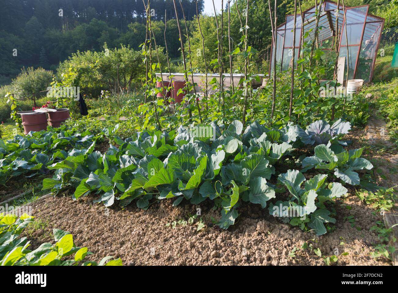 Food plot hi-res stock photography and images - Alamy