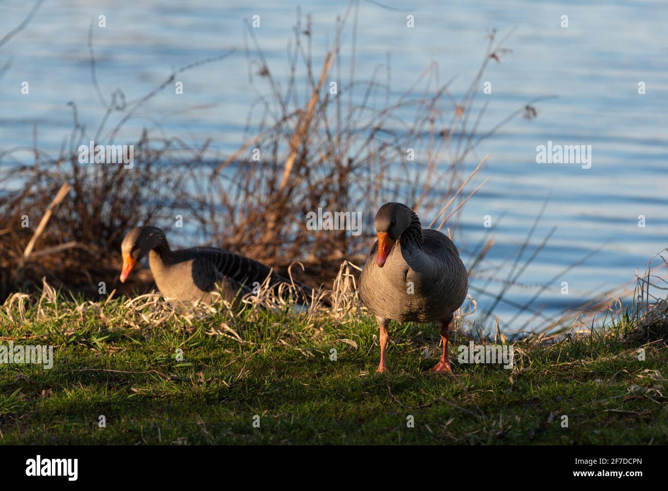 Plucking feathers hi-res stock photography and images - Alamy