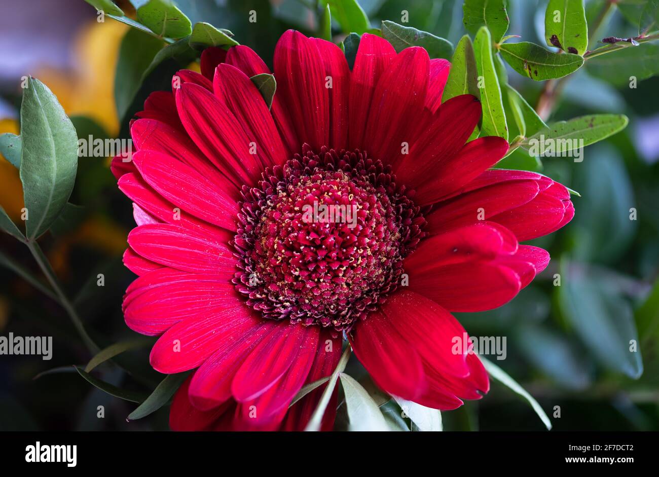 Gerber gerbera flower red bloom hi-res stock photography and images - Alamy