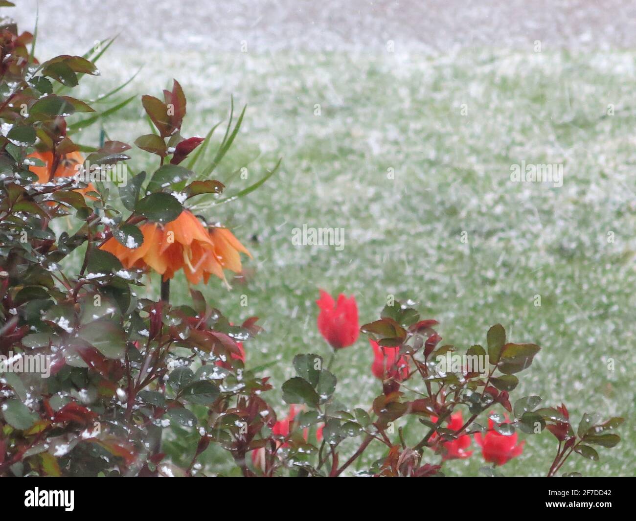 Wintry showers cover the grass and spring flowers in an English garden ...