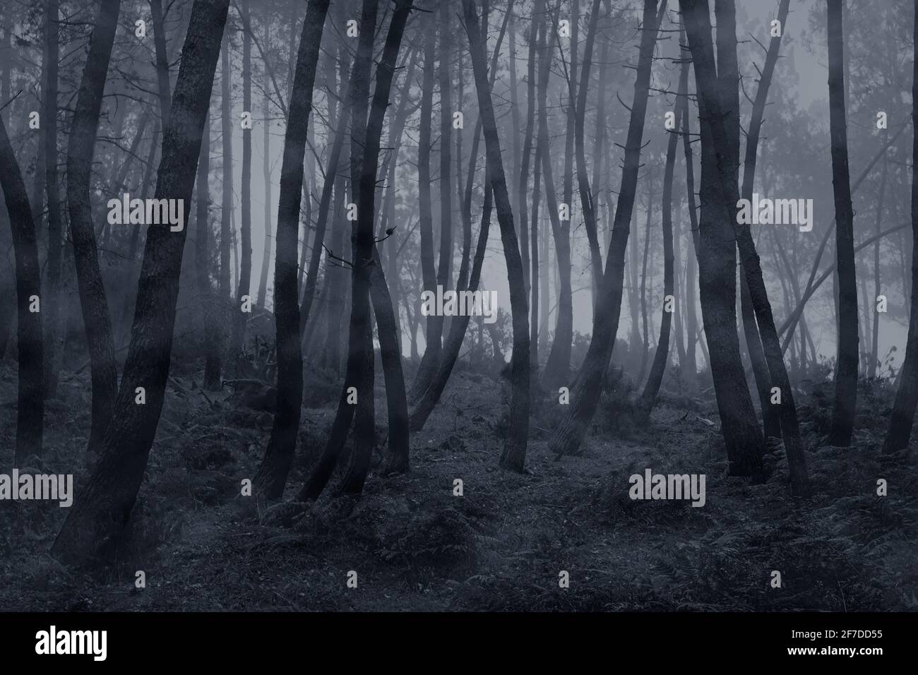 Mist mountain ghost hi-res stock photography and images - Alamy