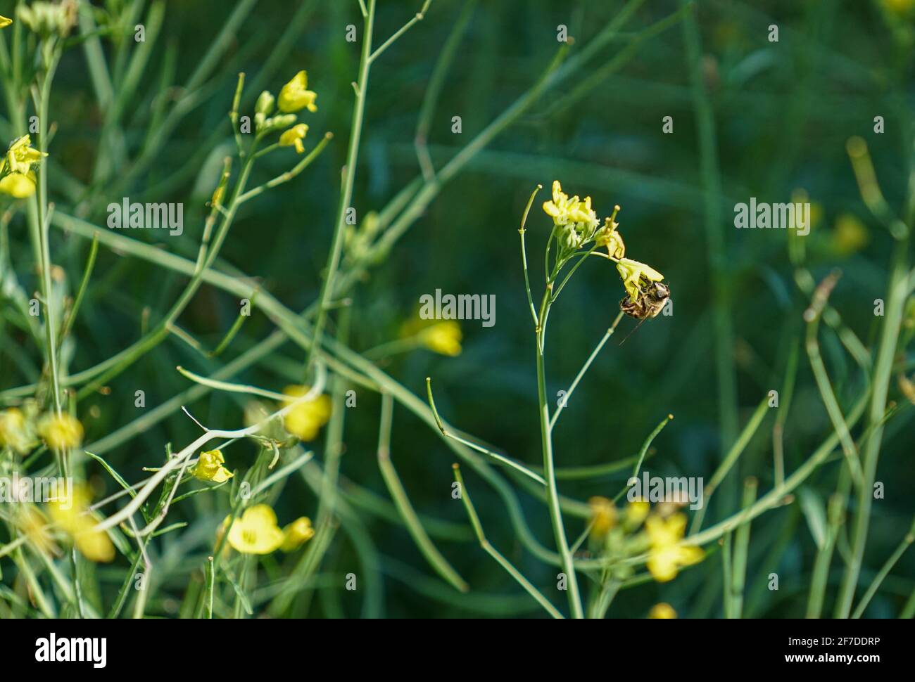 European bees photographed with the macro lens as a close-up Stock ...