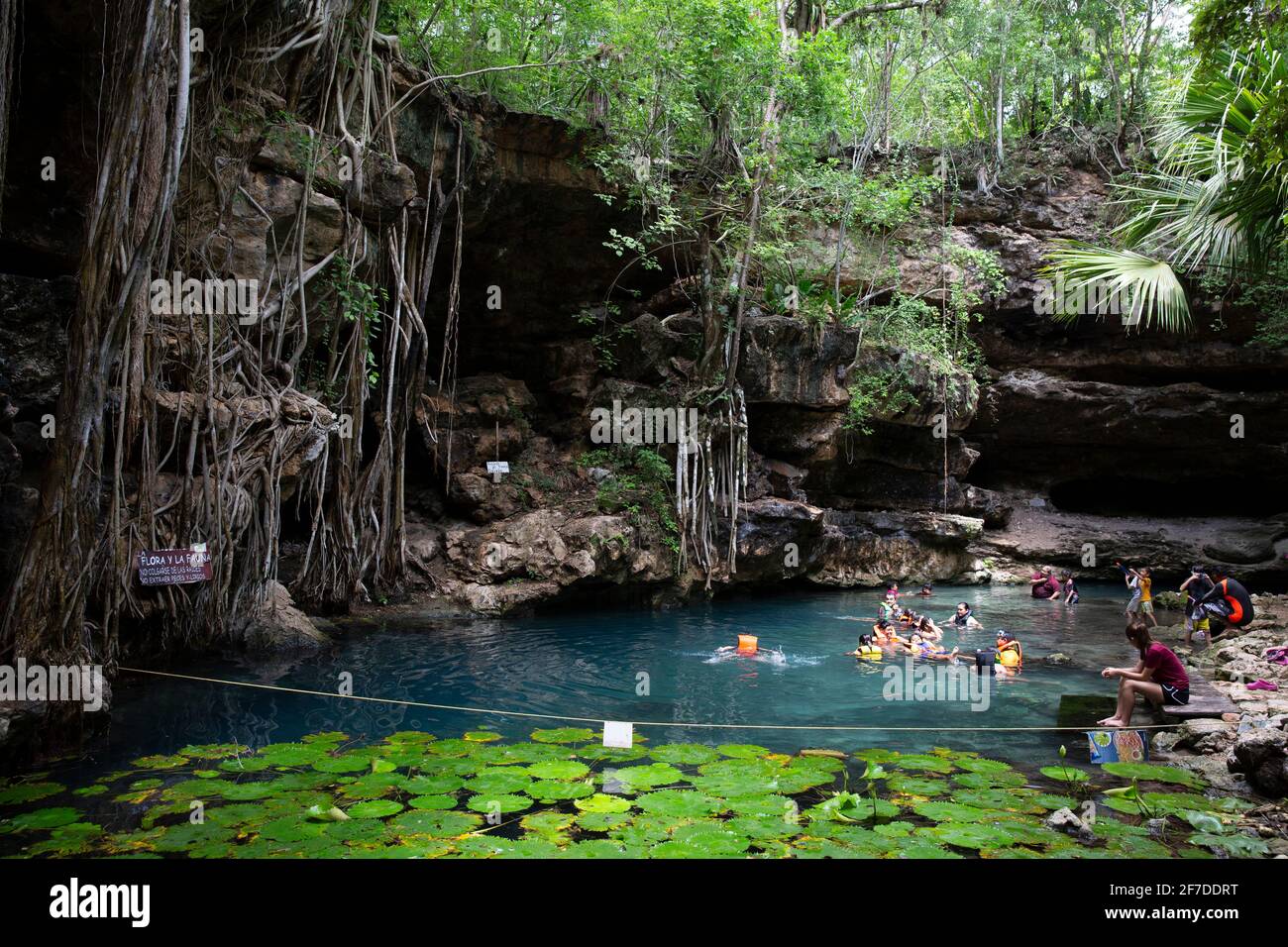 Yucatan cenote water lilies hi-res stock photography and images - Alamy