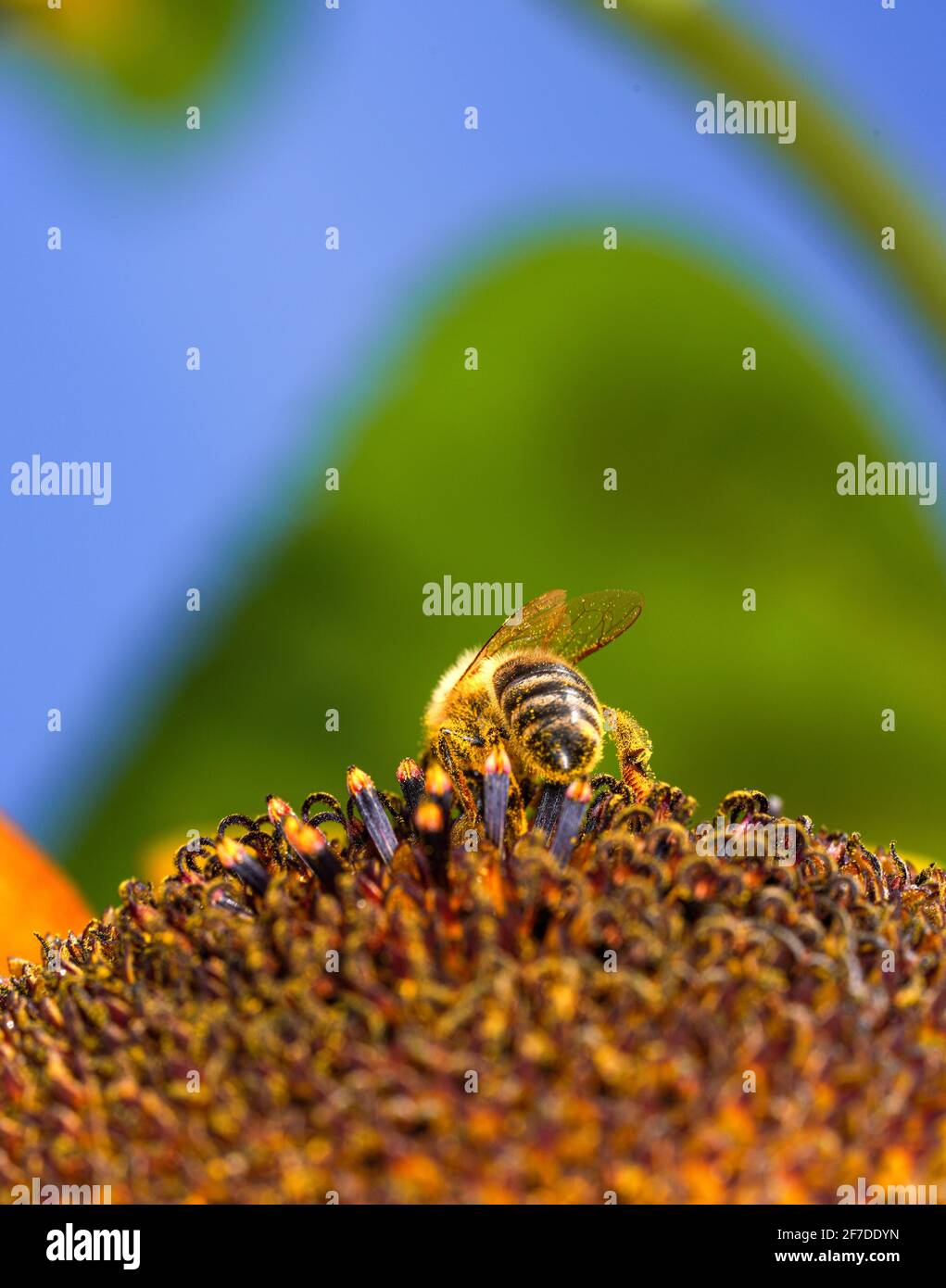 European bees photographed with the macro lens as a close-up Stock ...
