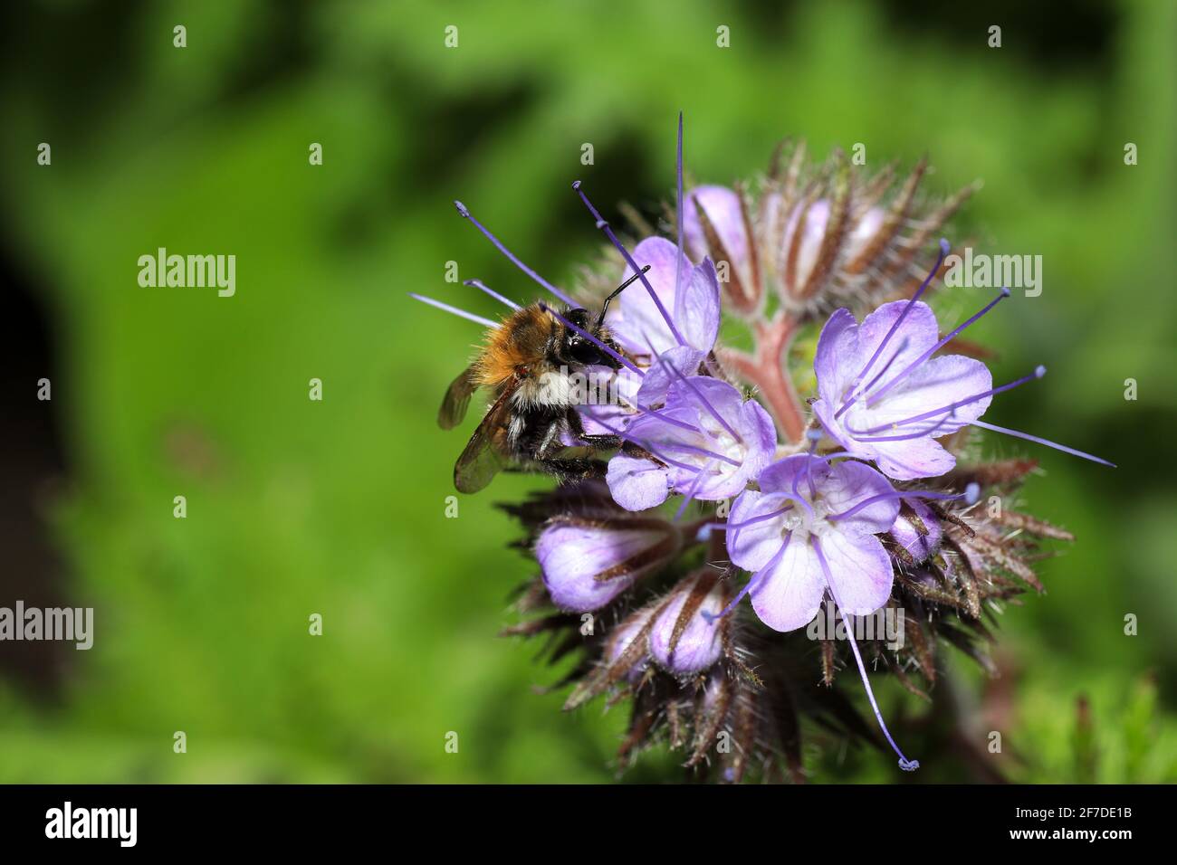 European bees photographed with the macro lens as a close-up Stock ...