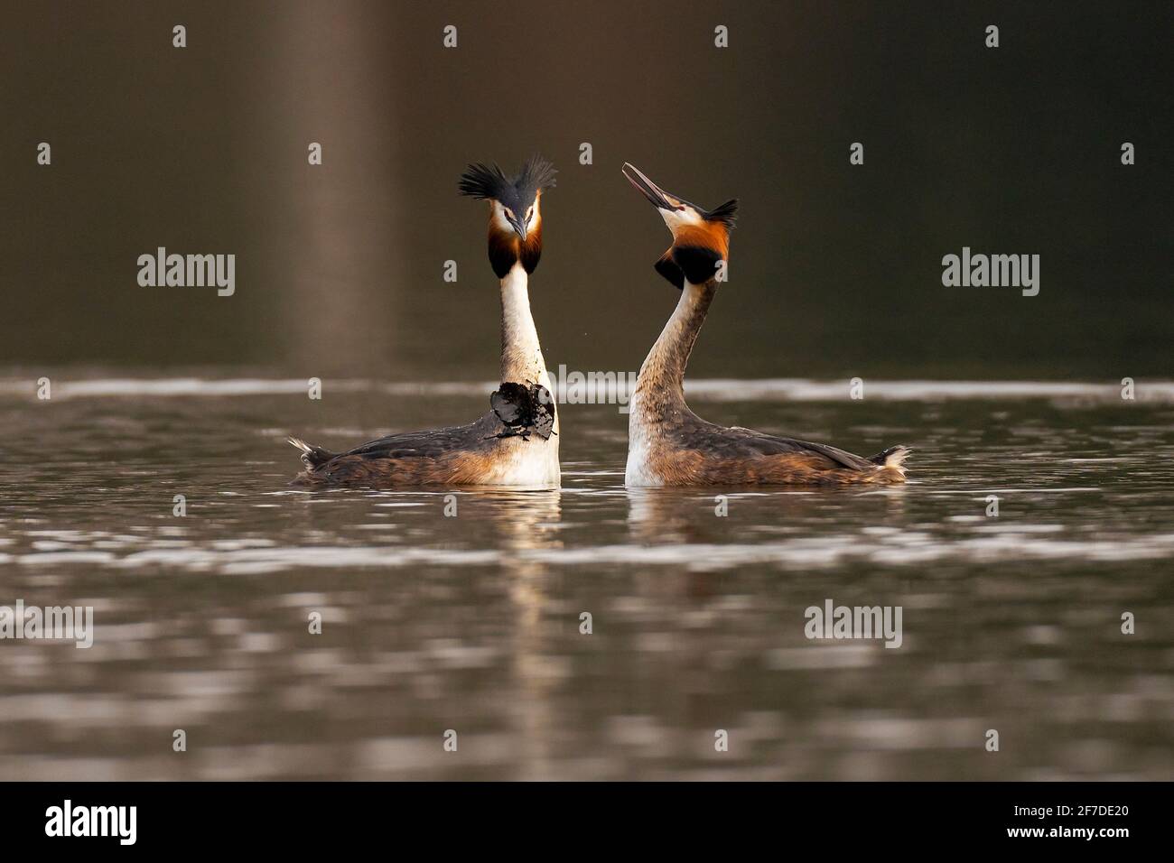 Mating of great crested grebes hi-res stock photography and images - Alamy