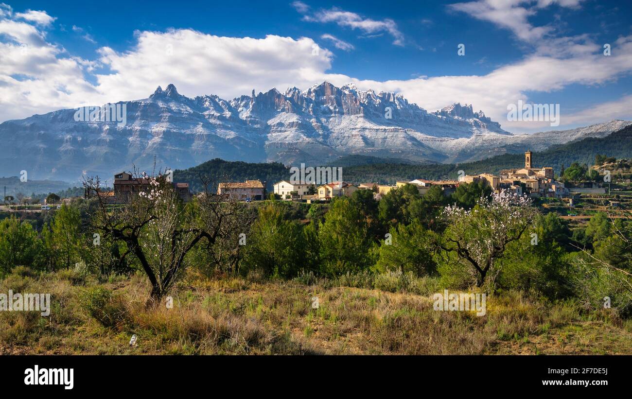 Arbre a el hi-res stock photography and images - Alamy