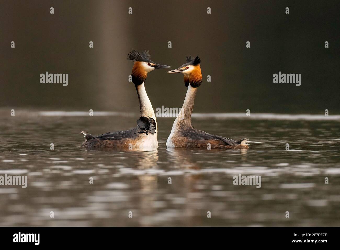 Great crested grebes (Podiceps cristatus) pair performing part of the ...