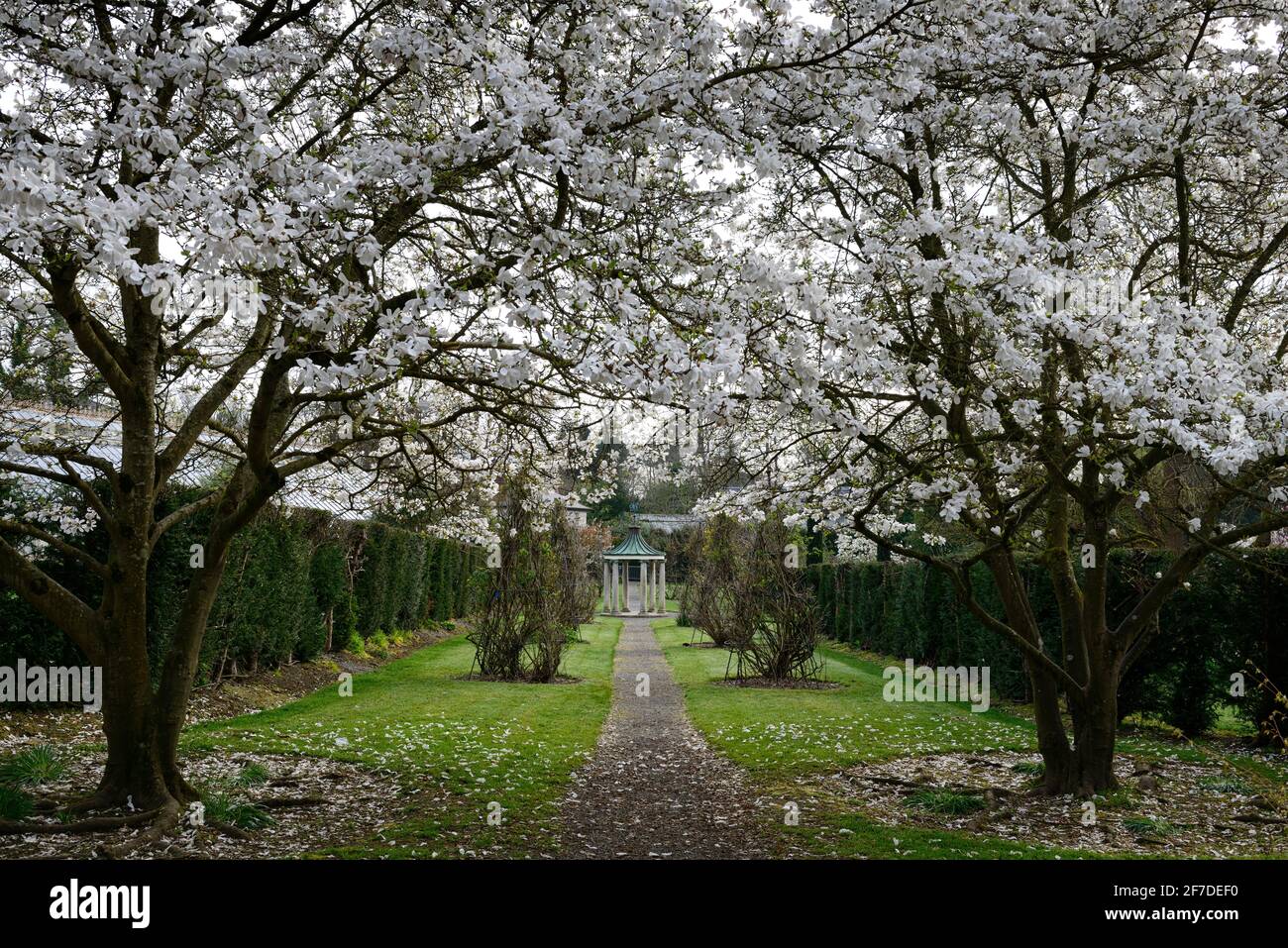 magnolia kobus,flower,flowers,flowering,Magnolias,white flowers,scent ...