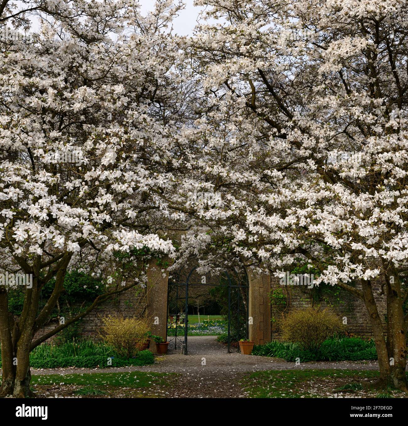Magnolia kobus trees hi-res stock photography and images - Alamy