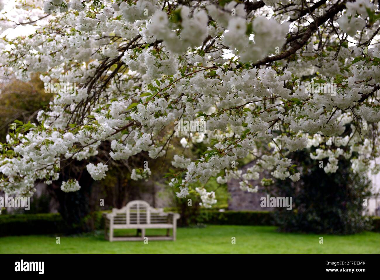 Prunus shirotae,Mount Fuji Cherry, prunus mount fuji,flowering cherry ...