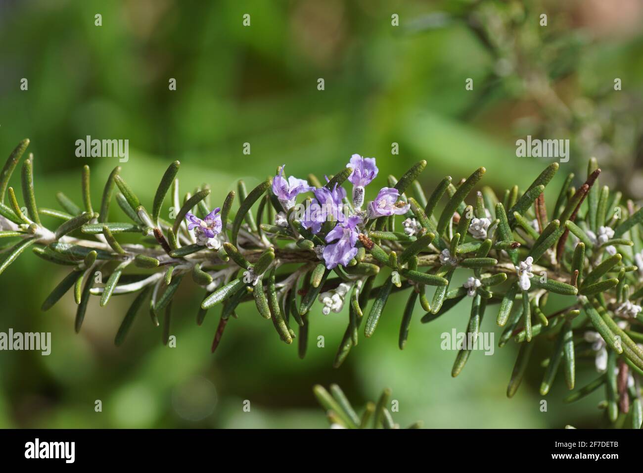 Labiatae lamiaceae family hi-res stock photography and images - Alamy