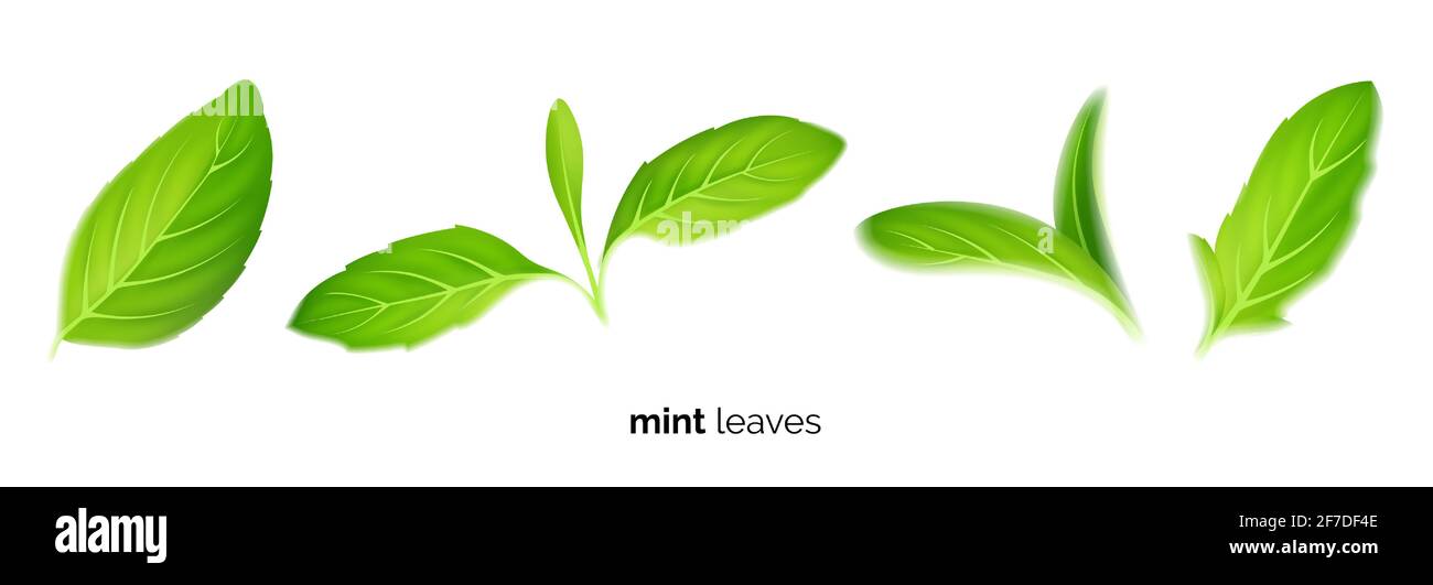 Fresh Tea Leaves Png