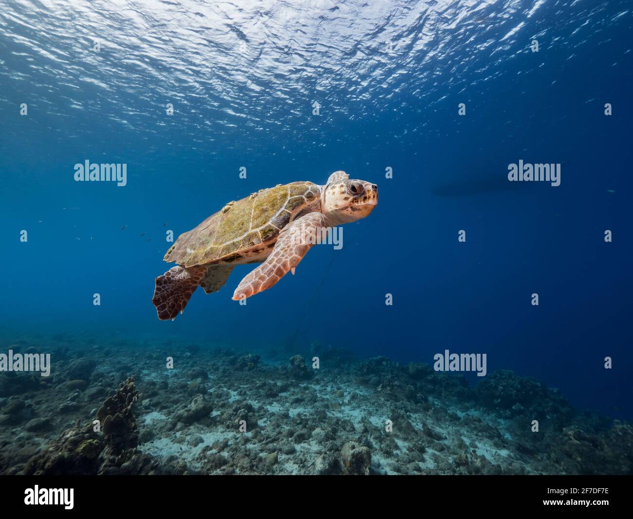 Loggerhead Sea Turtle in coral reef of Caribbean Sea, Curacao Stock ...