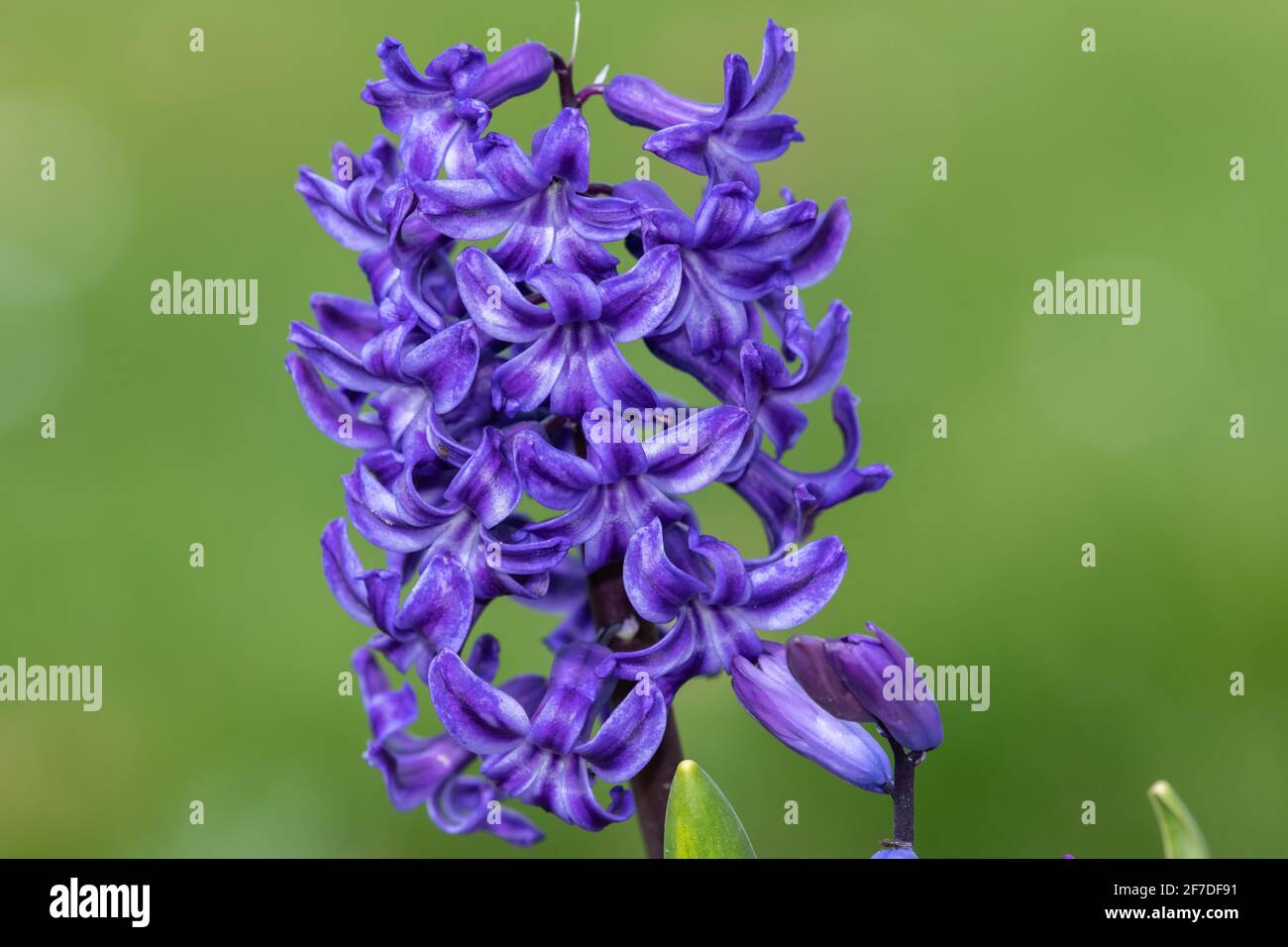 Close up of a purple common hyacinth (hyacinthus orientalis) flower in ...