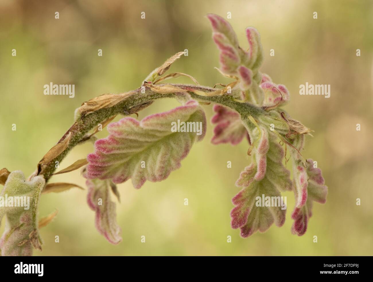 Oak Leaf Buds High Resolution Stock Photography and Images - Alamy