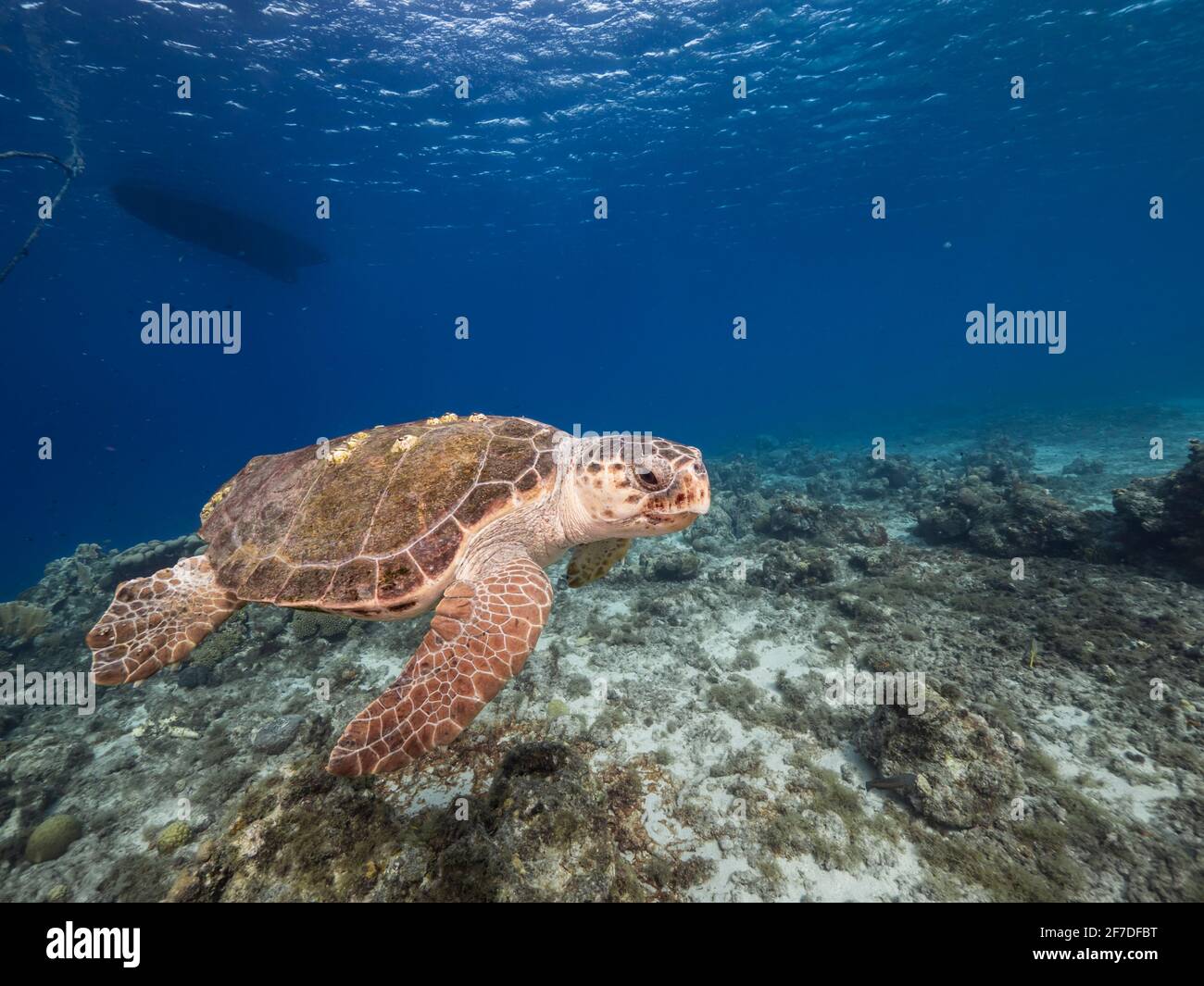 Loggerhead Sea Turtle in coral reef of Caribbean Sea, Curacao Stock ...