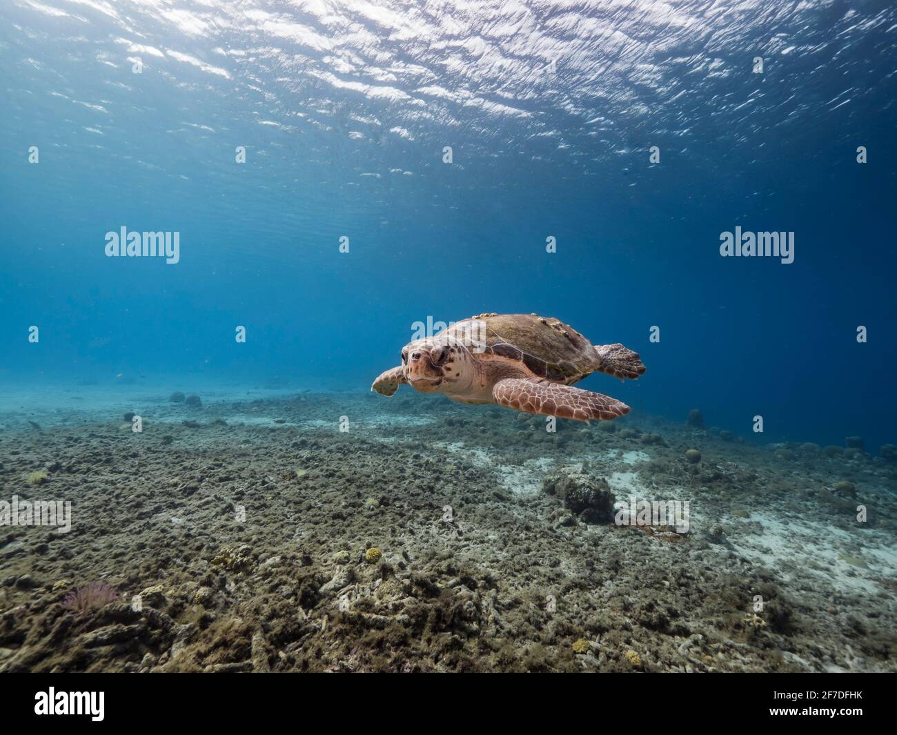 Loggerhead Sea Turtle in coral reef of Caribbean Sea, Curacao Stock ...