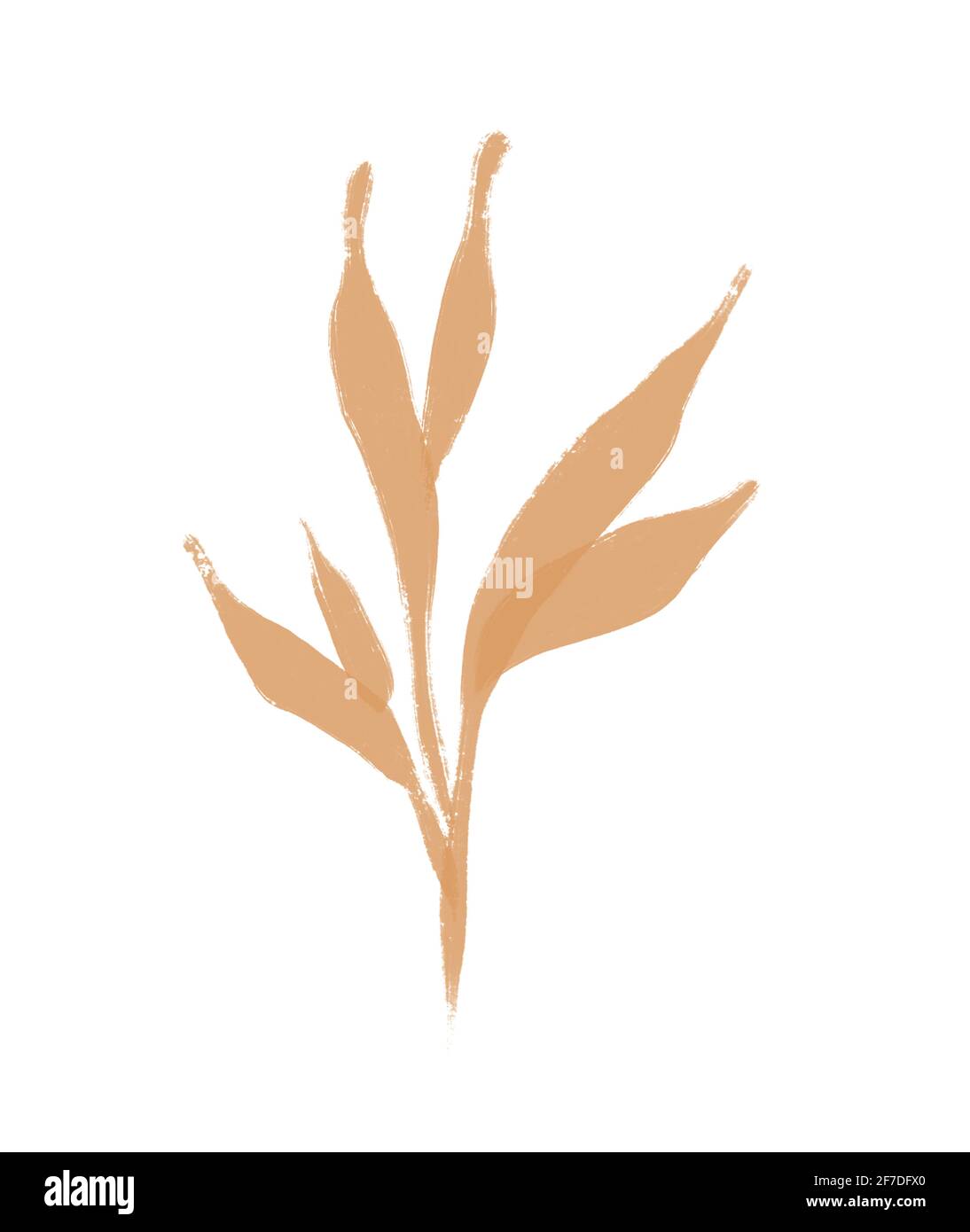 Pampas grass golden. illustration. Floral ornamental grass. feathery ...