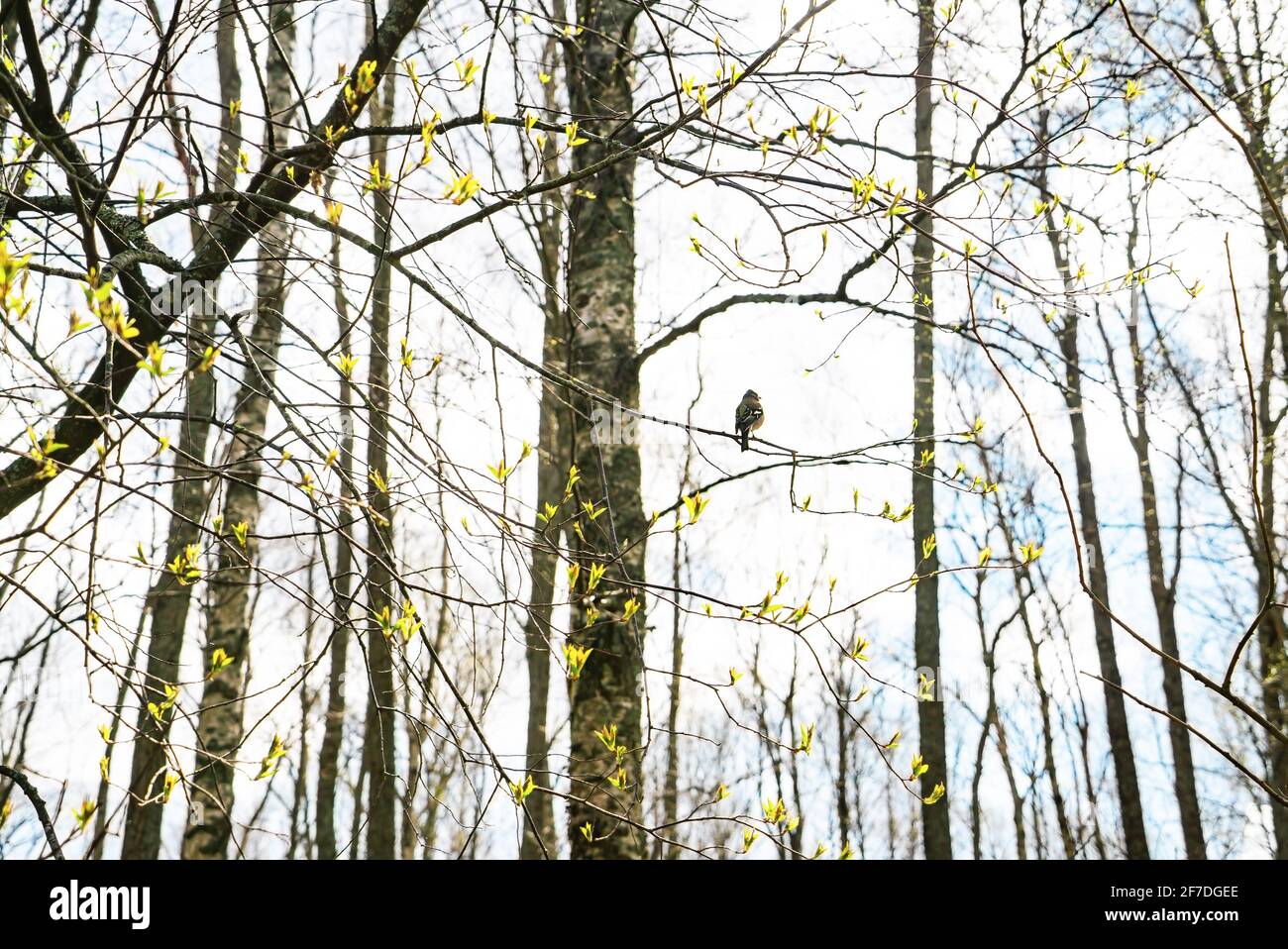 Songbird sitting on the branches of a tree in the forest against the ...