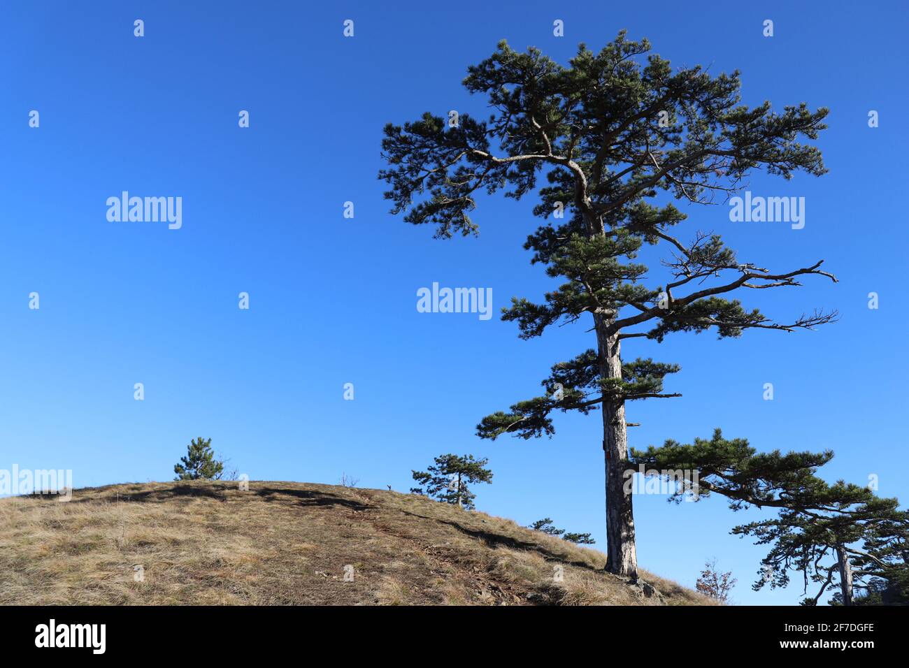 Interesting shapes of trees Stock Photo - Alamy