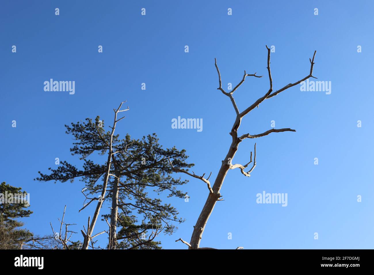 Interesting shapes of trees Stock Photo - Alamy