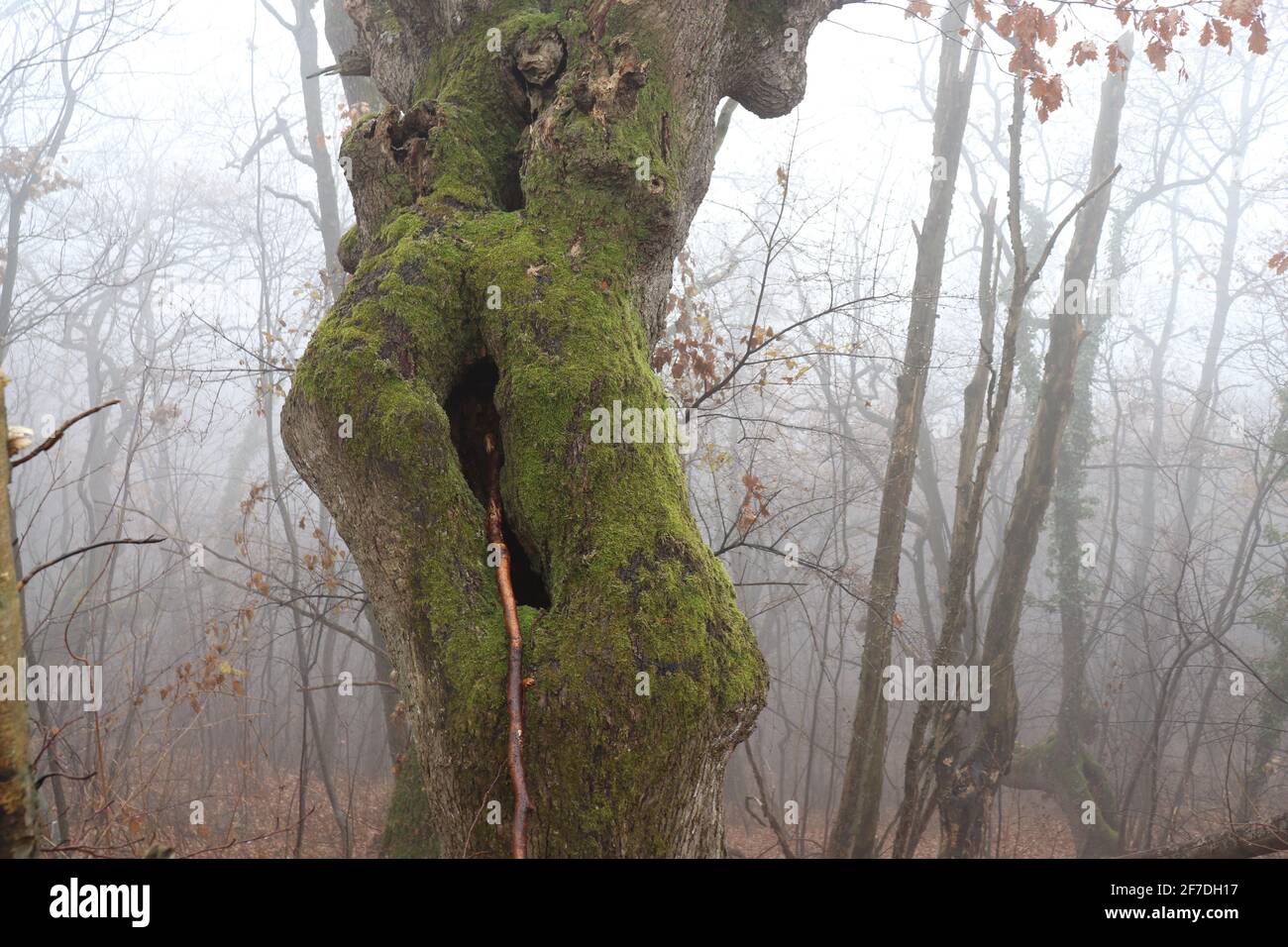 Interesting shapes of trees Stock Photo - Alamy