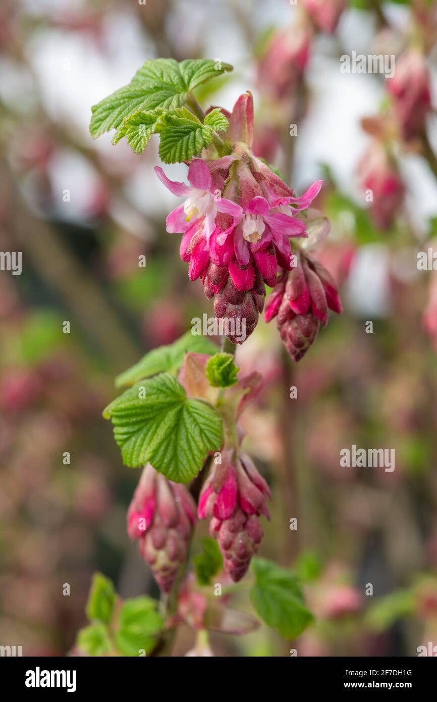 Macro shot of red currant (ribes sanguineum) flowers in bloom Stock ...