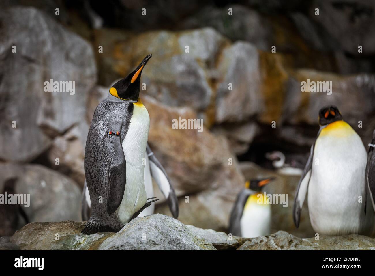 Three standing penguins hi-res stock photography and images - Alamy