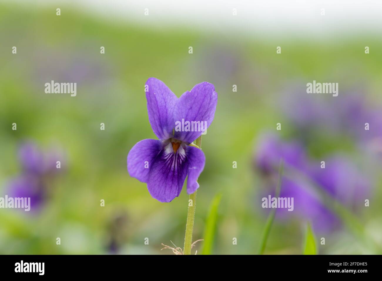 Macro shot of an English violet (viola odorata) flower in bloom Stock ...