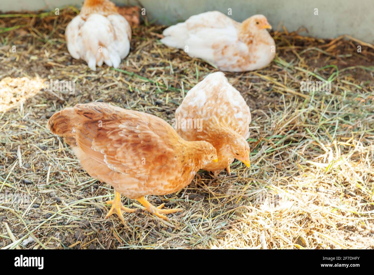 Free range chicken on organic animal farm freely grazing in yard on ...