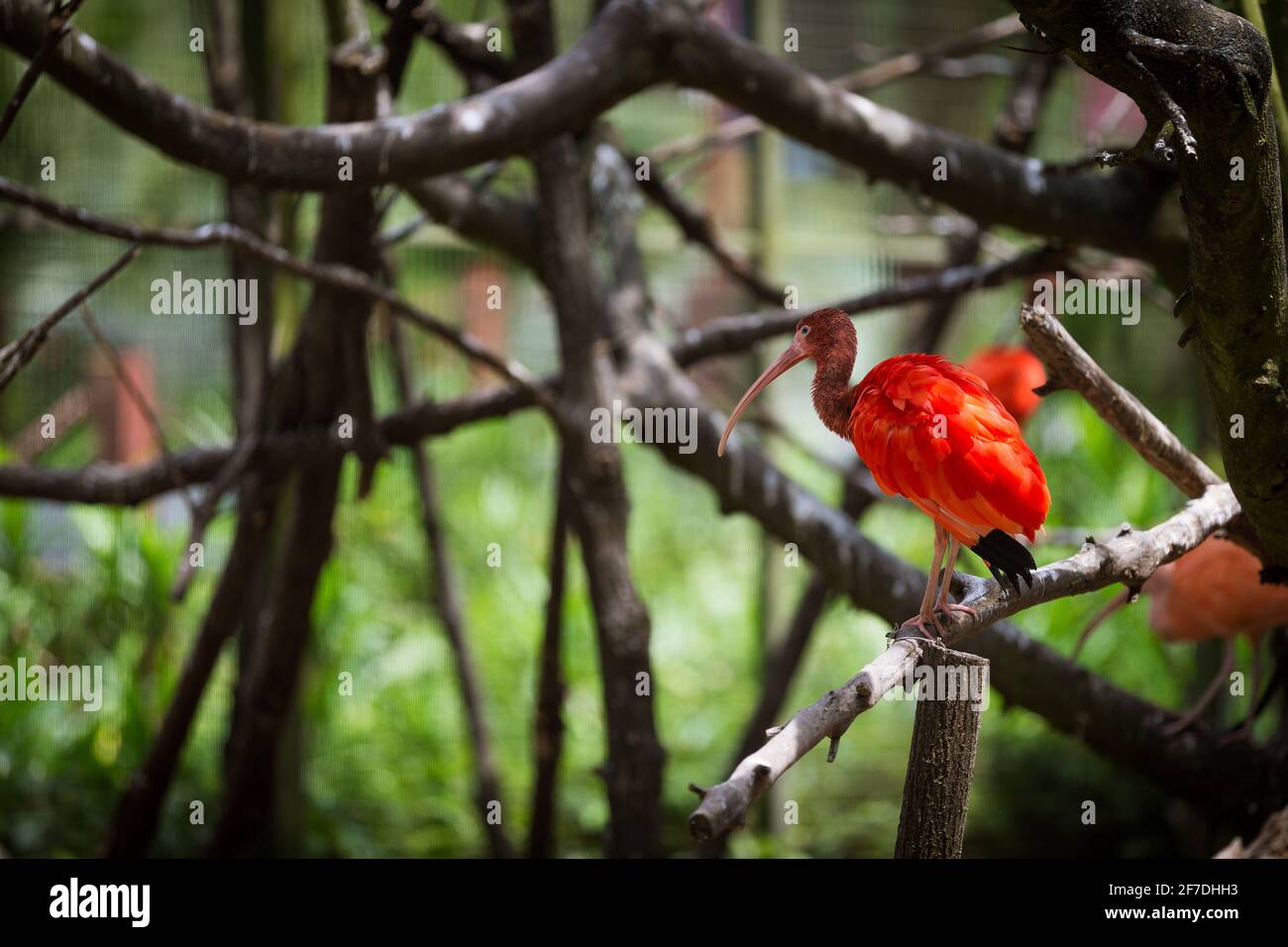 The scarlet ibis (Eudocimus ruber), a species of ibis in the bird ...