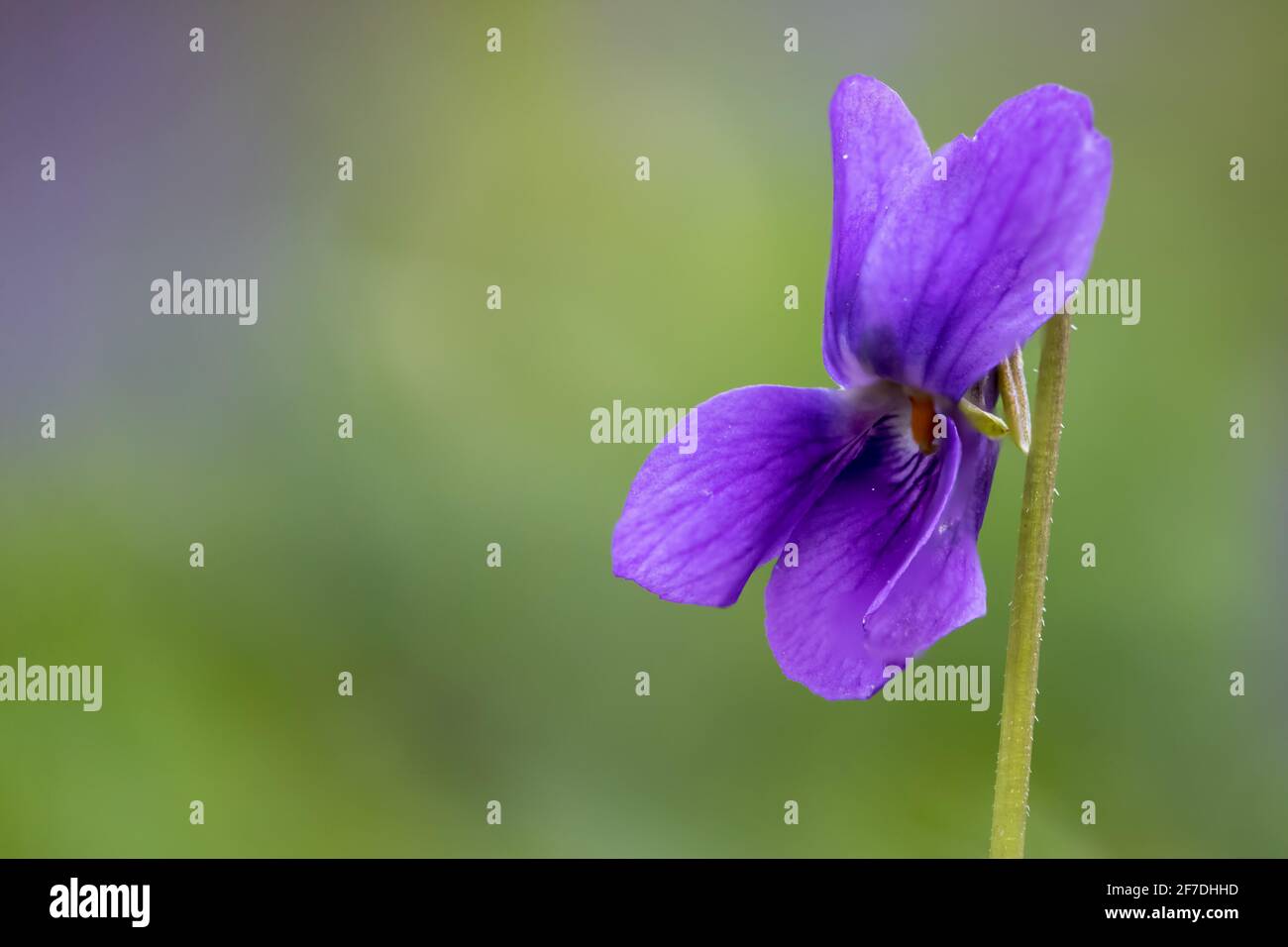 Macro shot of an English violet (viola odorata) flower in bloom Stock ...