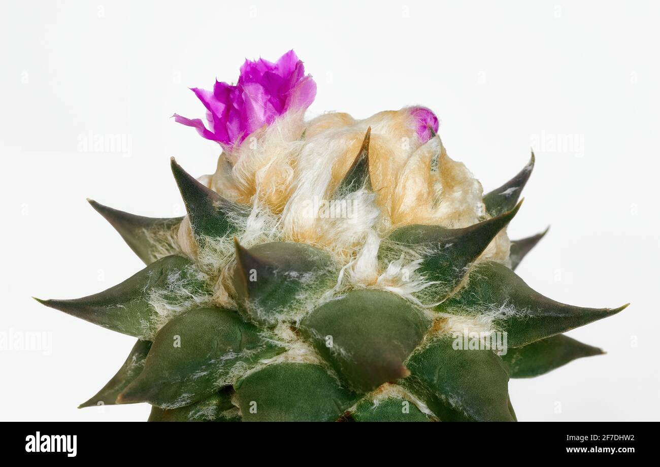 Ariocarpus aramberri hi-res stock photography and images - Alamy