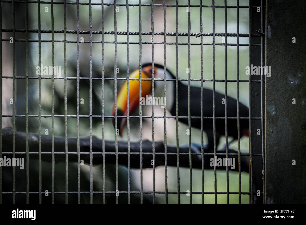 Toucan wildlife hi-res stock photography and images - Alamy
