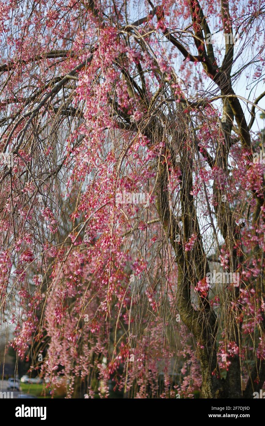 Weeping cherry blossom tree branch hi-res stock photography and images ...