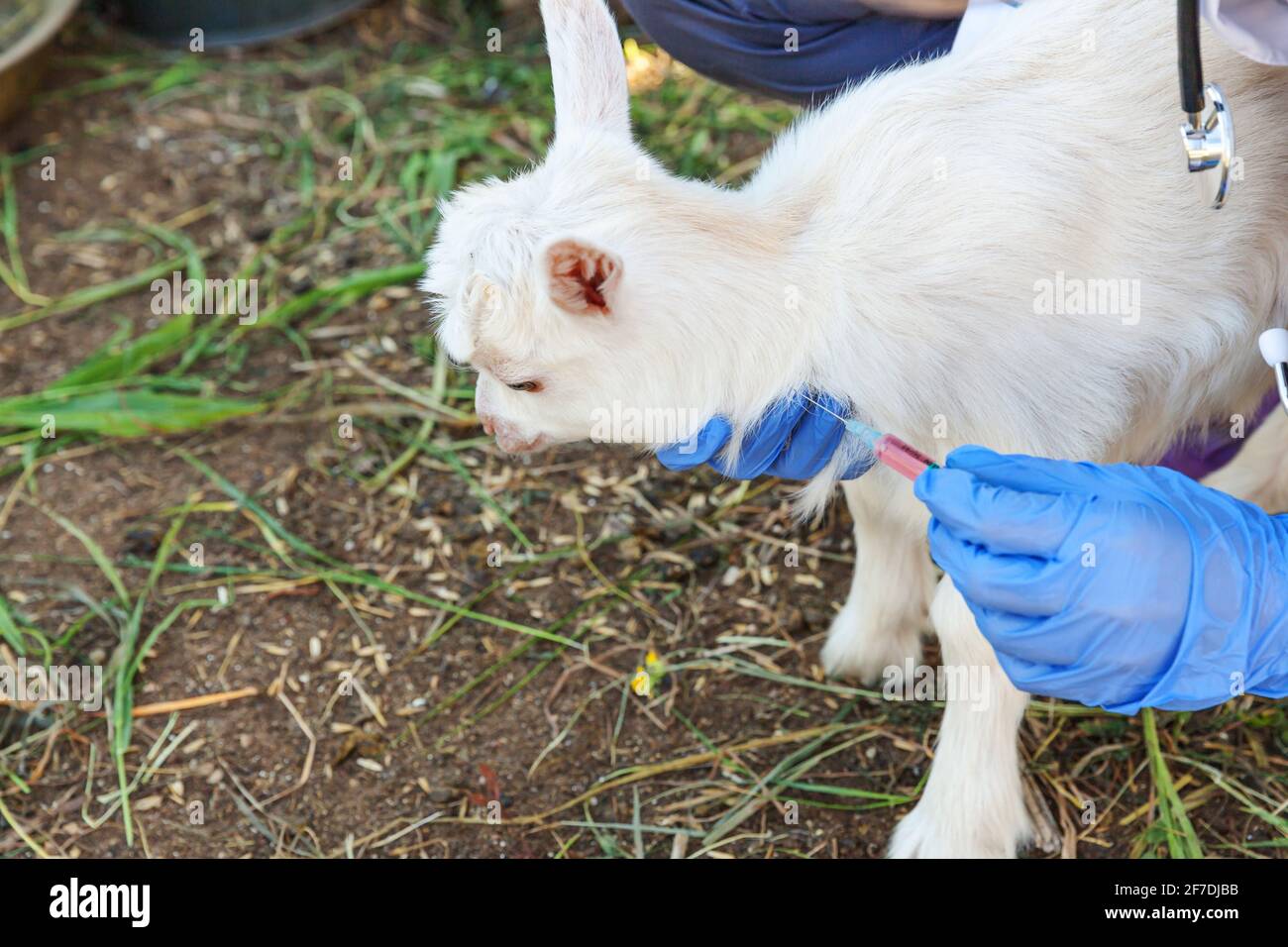 Young veterinarian woman with syringe holding and injecting goat kid on ...