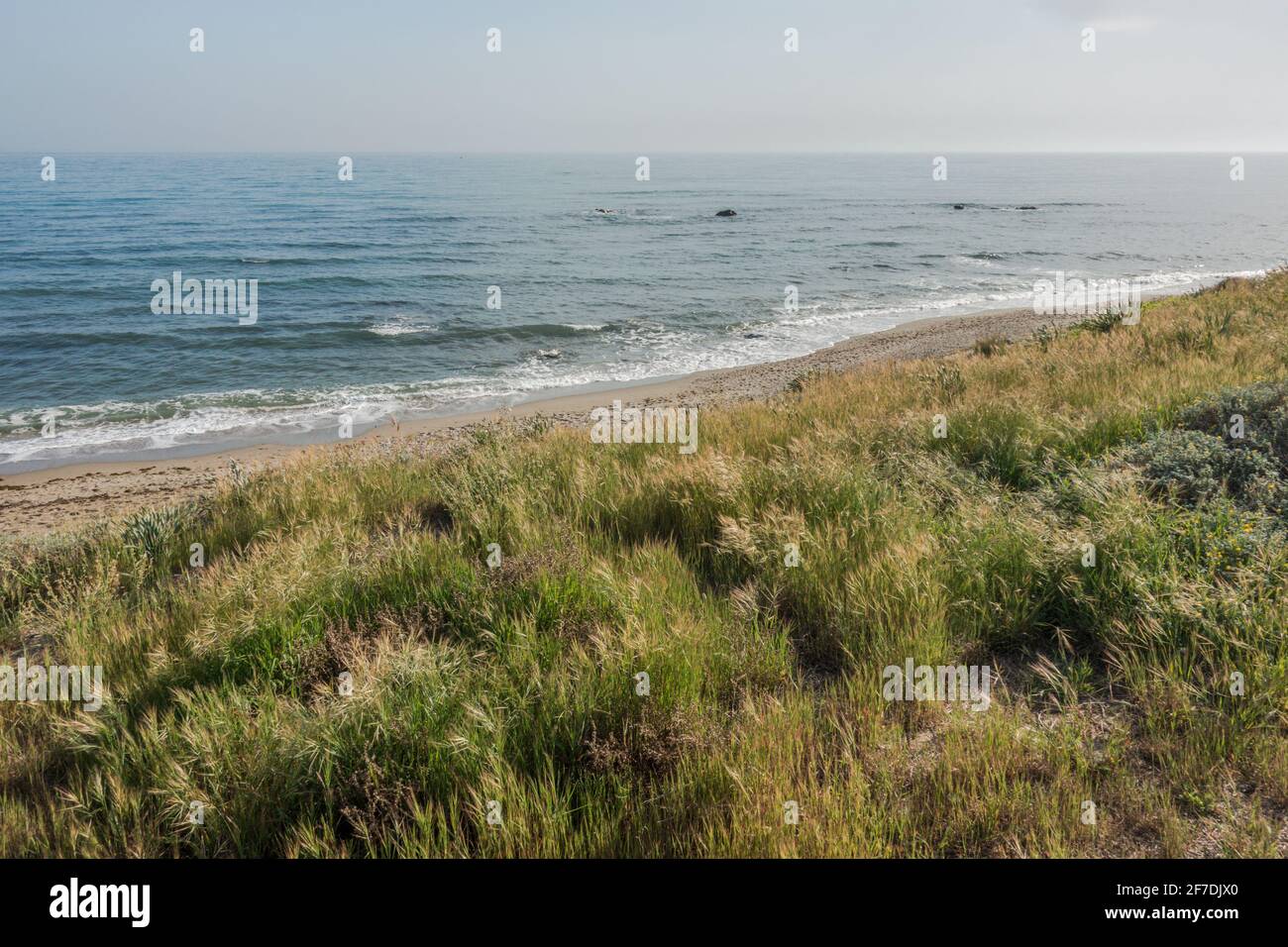 Coastal vegetation plant plants hi-res stock photography and images - Alamy