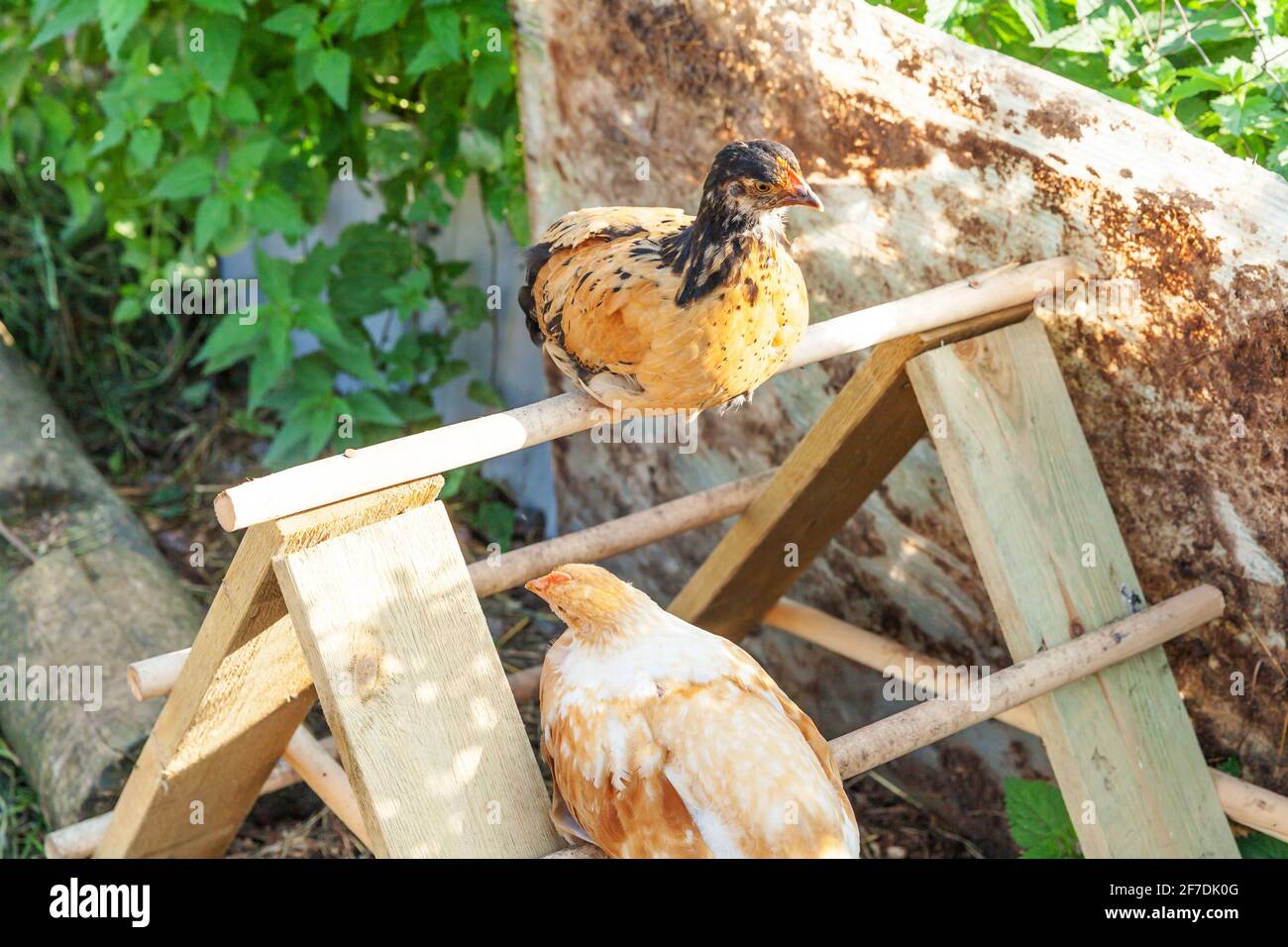 Free range chicken on organic animal farm freely grazing in yard on ...