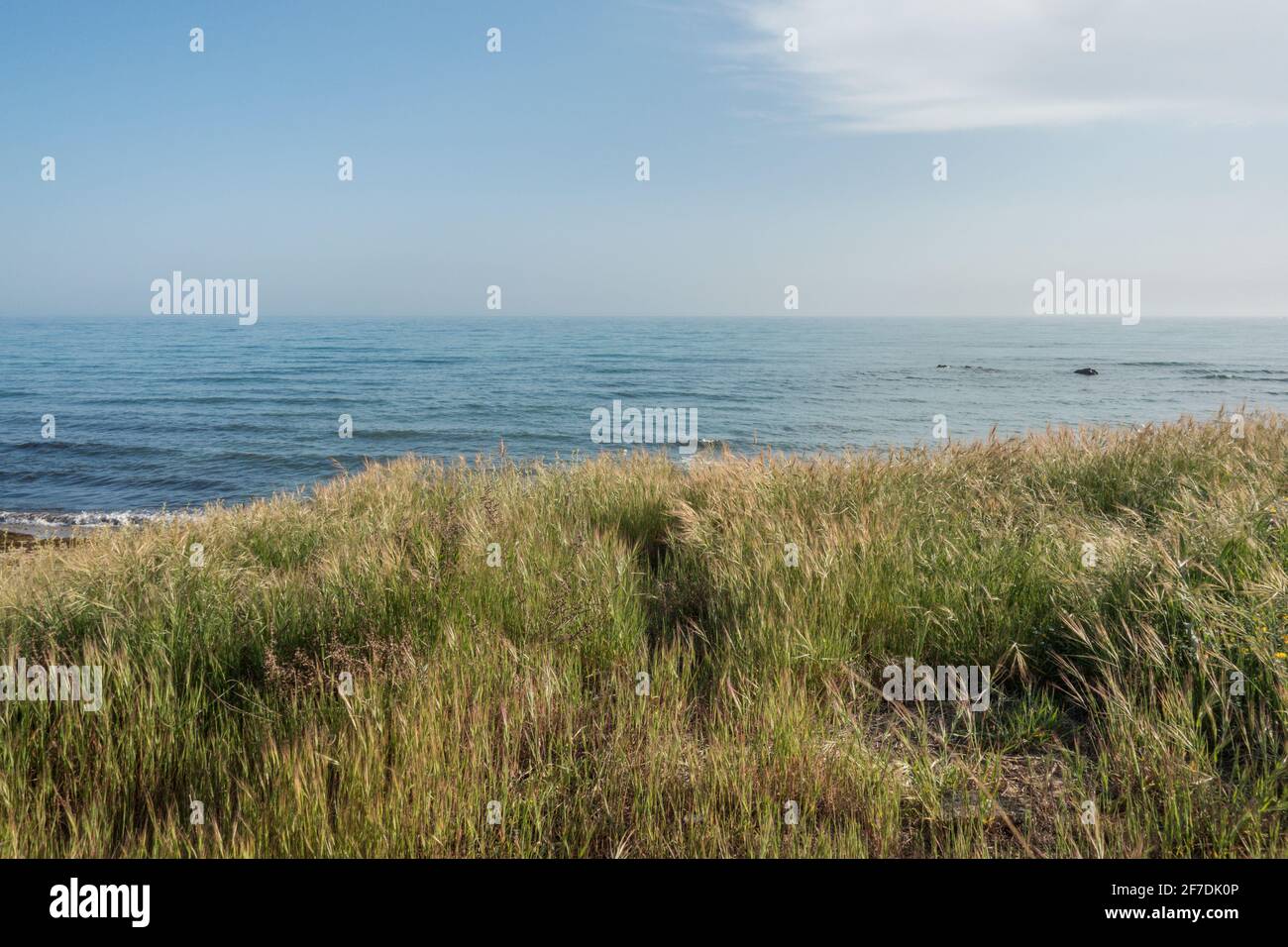 Coastal vegetation plant plants hi-res stock photography and images - Alamy