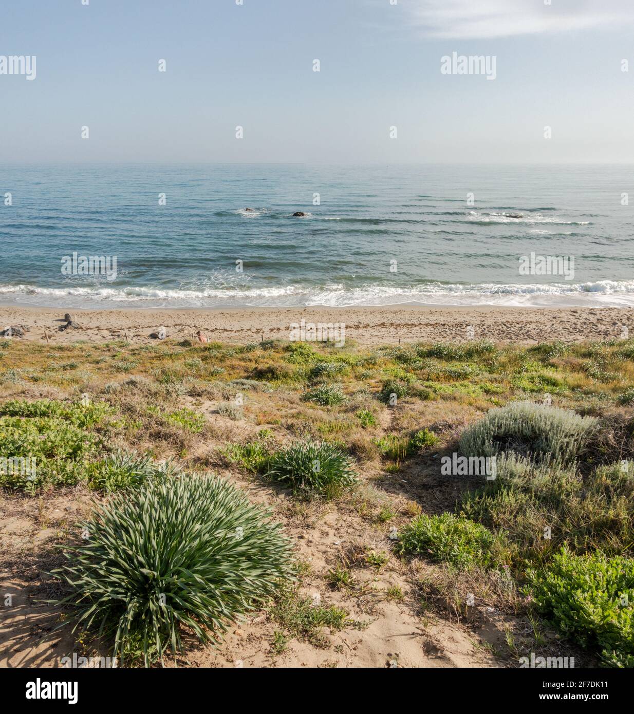 Coastal vegetation plant plants hi-res stock photography and images - Alamy