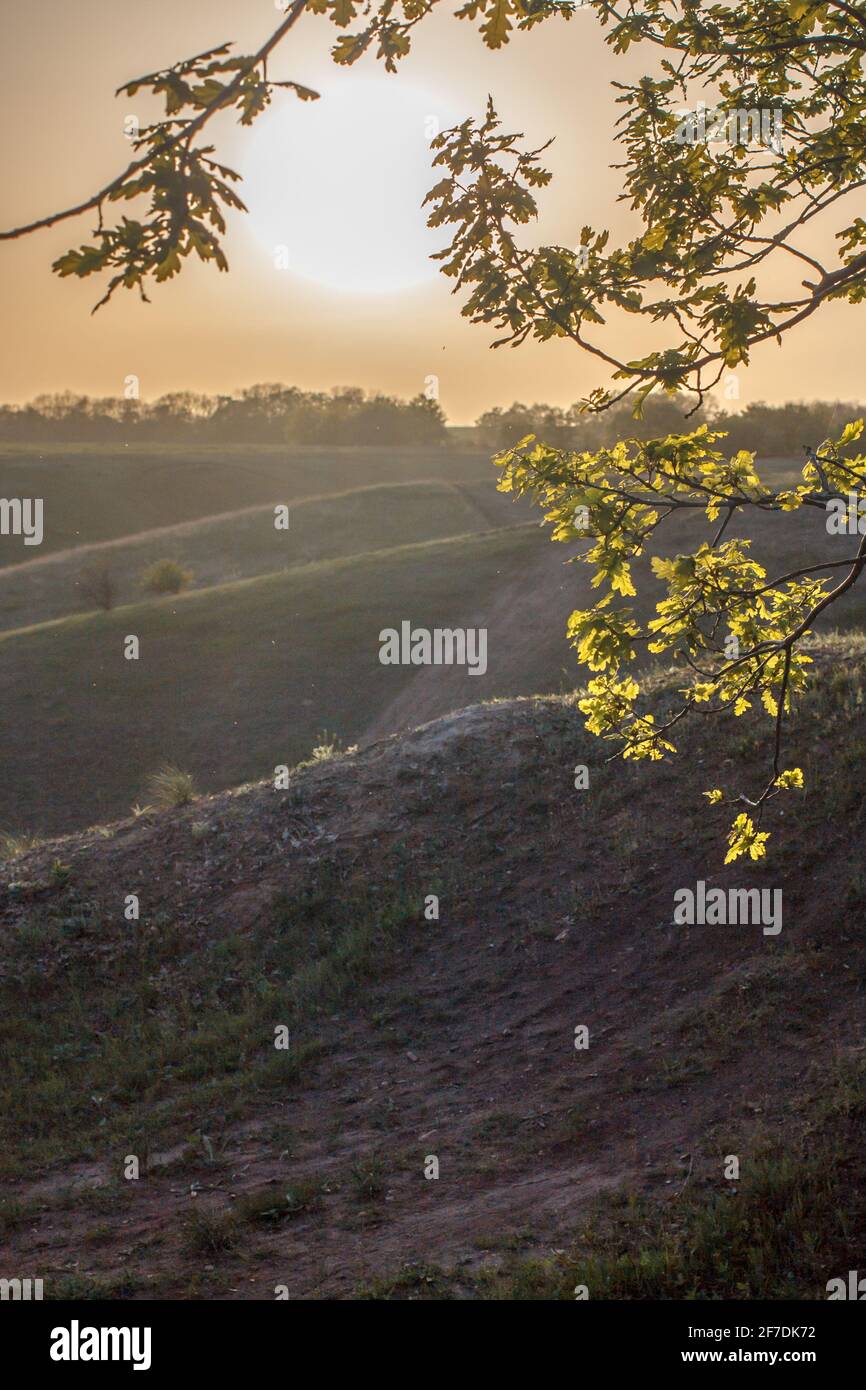 Sun in rural landscape field through the foliage on yellow background ...