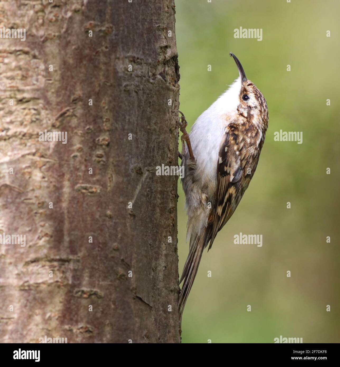 Treecreeper feeding on small insects in a garden tree Stock Photo - Alamy