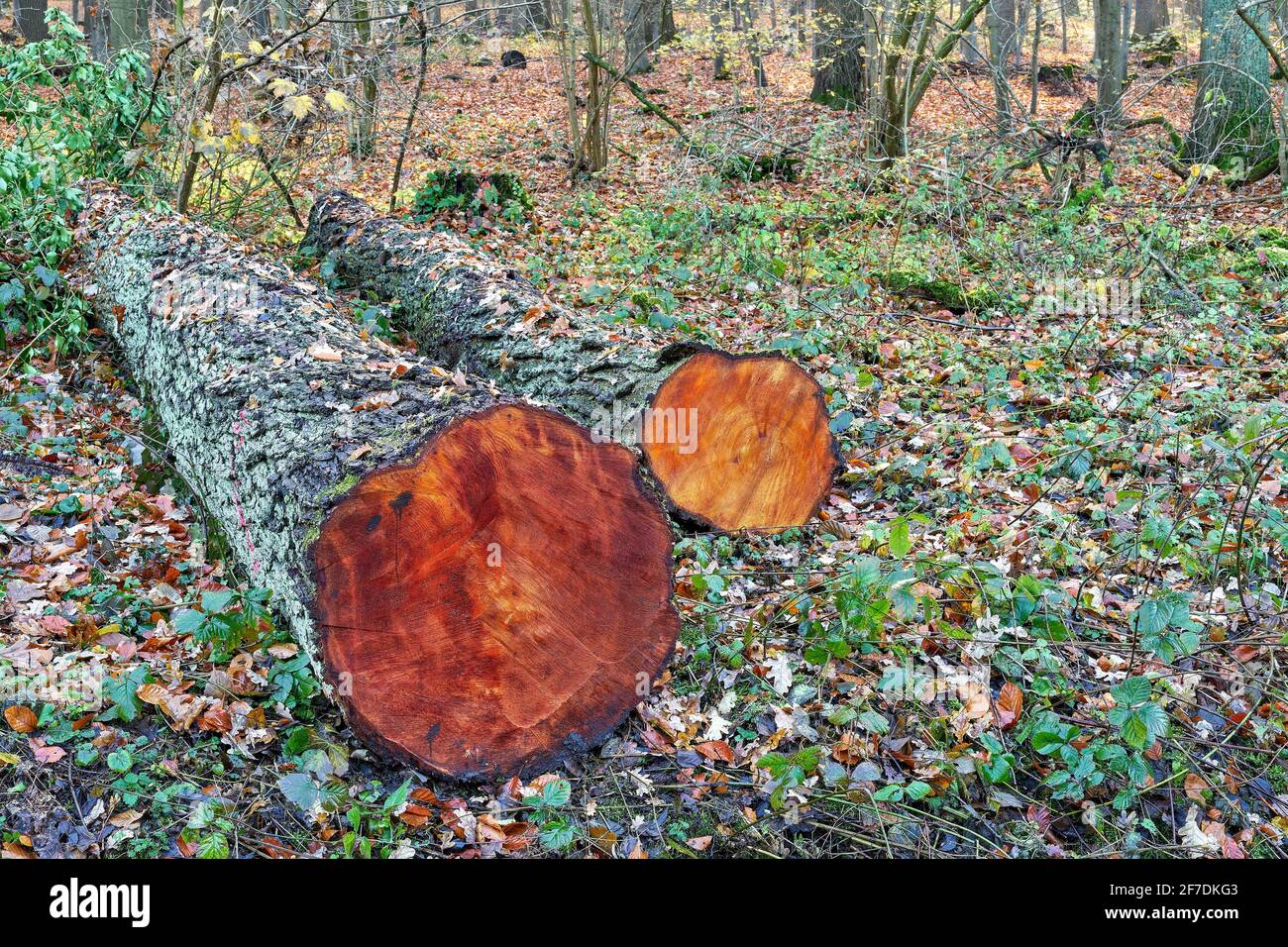 Common Alder Tree Bark High Resolution Stock Photography and Images - Alamy