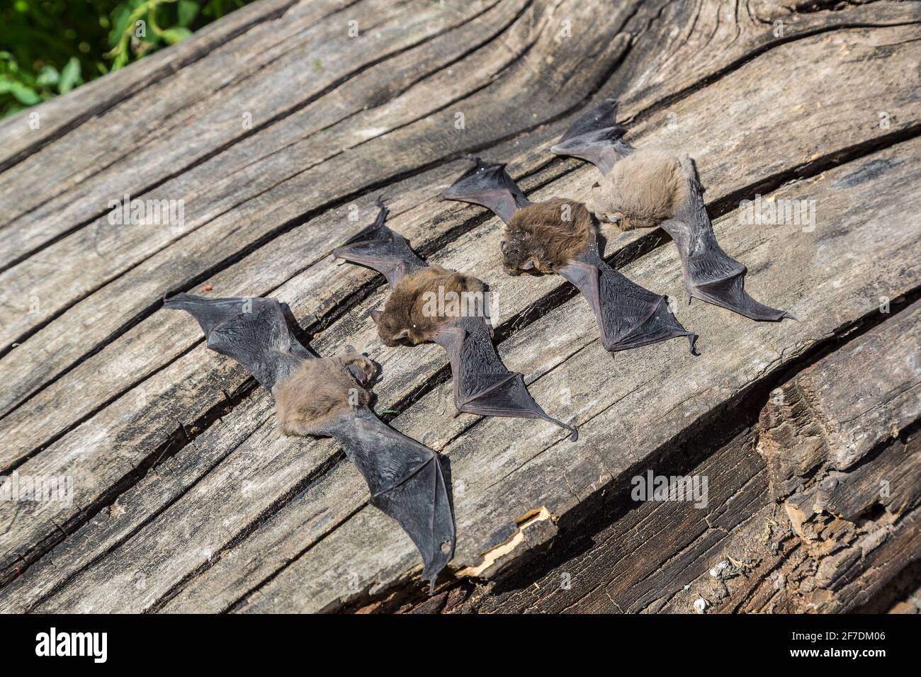 Group of bat in a beautiful summer day Stock Photo - Alamy